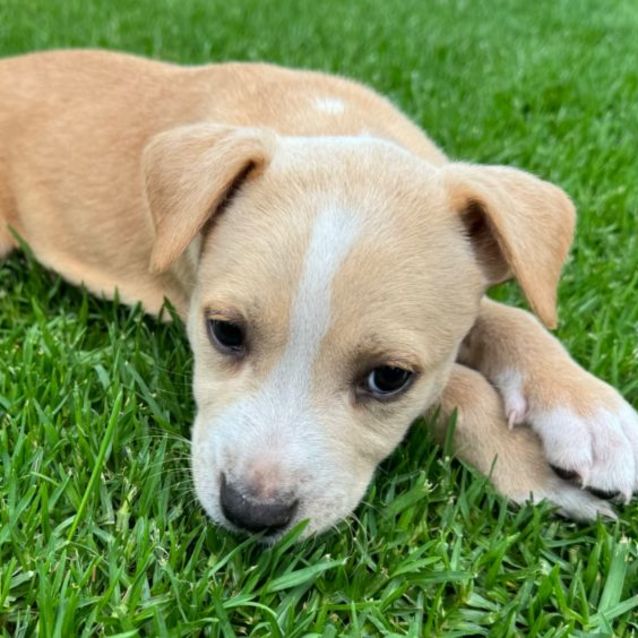 Salt - Medium Female Bull Arab x Staffy Dog in VIC - PetRescue