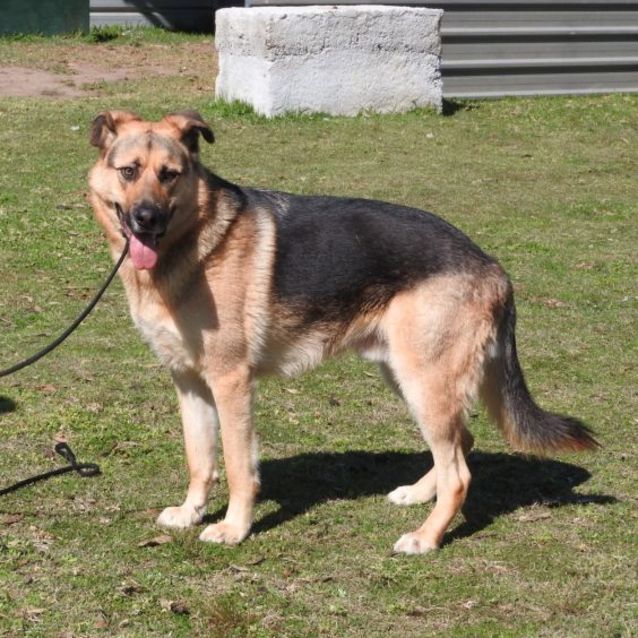 Milo - Large Male German Shepherd Dog in NSW - PetRescue
