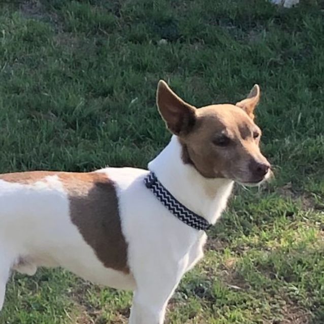 Frank - 8 Year Old Tenterfield Terrier (Trial) - Small Male Tenterfield ...