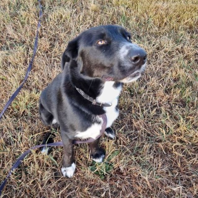 Douglas - Medium Male Border Collie x Labrador Dog in VIC - PetRescue