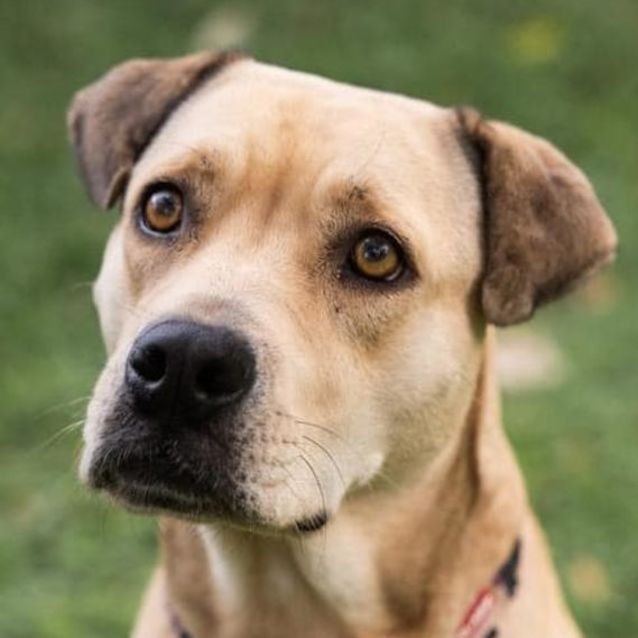 Chloe - Medium Female Labrador Mix Dog in QLD - PetRescue