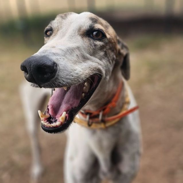 Barney - Large Male Greyhound Dog in QLD - PetRescue