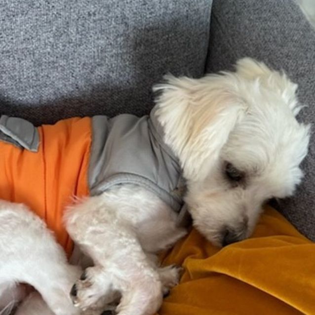 Hamish - Small Male Maltese Dog in QLD - PetRescue