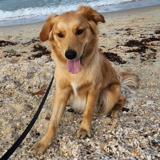 Shaboo - Medium Male Golden Retriever Mix Dog in VIC - PetRescue