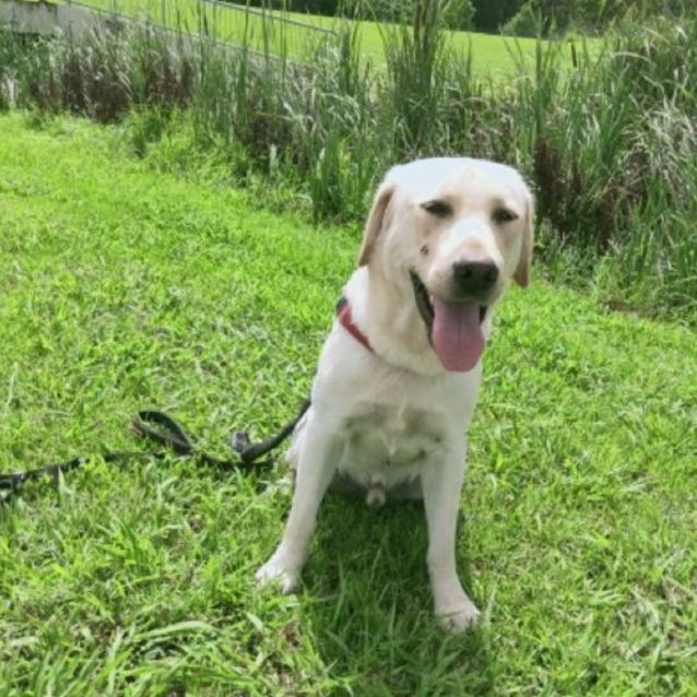 Max - Medium Male Labrador Dog in NSW - PetRescue