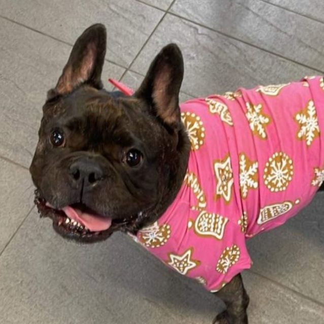 Stevie - Small Male French Bulldog Dog in QLD - PetRescue