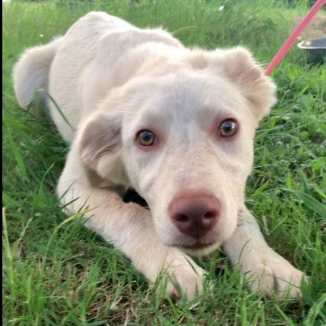 Lily - Large Female Labrador x Maremma Sheepdog Mix Dog in NSW - PetRescue