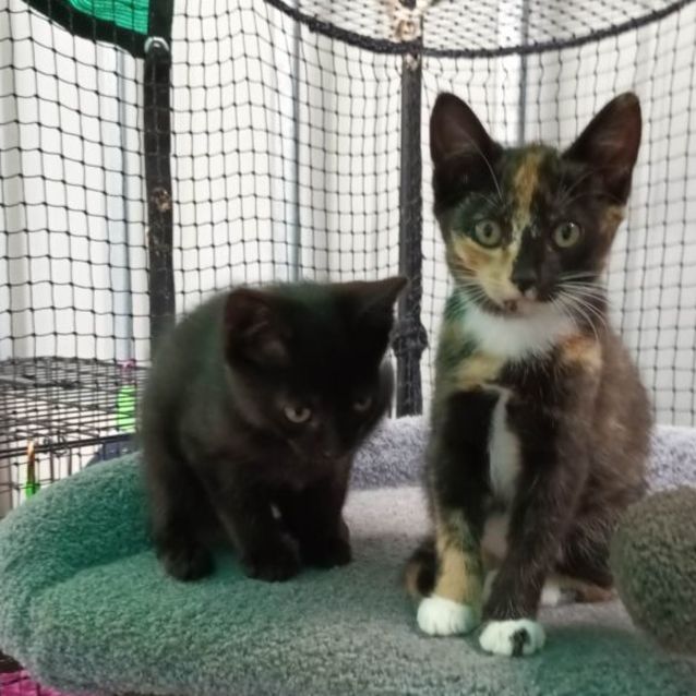 Arabella **2nd Chance Cat Rescue** - Female Domestic Short Hair Cat in ...