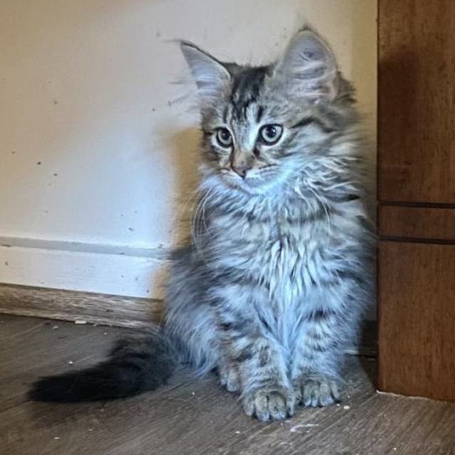 Mouse - Female Domestic Long Hair (DLH) Cat in VIC - PetRescue