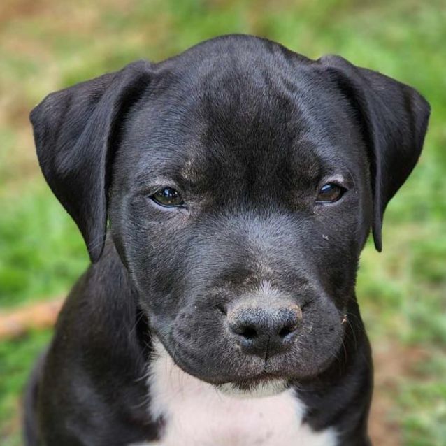 Snow - Large Male American Staffordshire Terrier Mix Dog in VIC - PetRescue