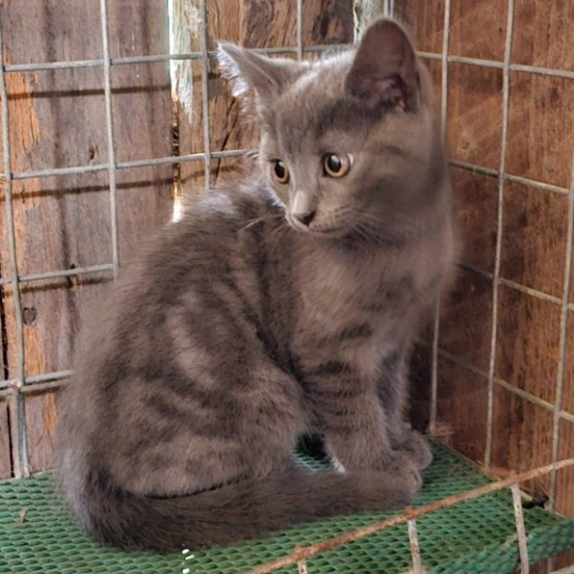 Pebbles - Female Domestic Medium Hair (DMH) Cat in QLD - PetRescue