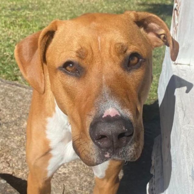 Stephie - Large Female Mastiff Mix Dog in QLD - PetRescue