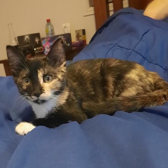 Elphaba - Female Domestic Short Hair (DSH) Cat in QLD - PetRescue