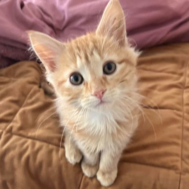 Piglet - Male Domestic Short Hair Cat in VIC - PetRescue