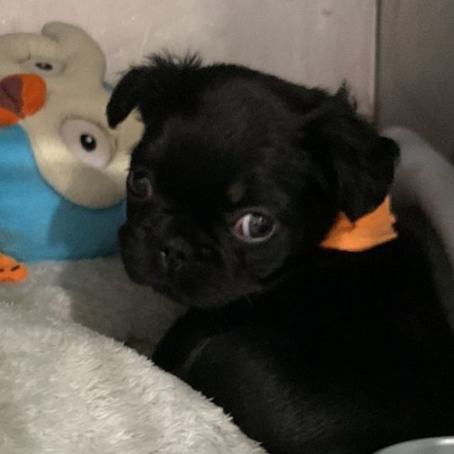 Merlin - Small Male French Bulldog Dog in QLD - PetRescue