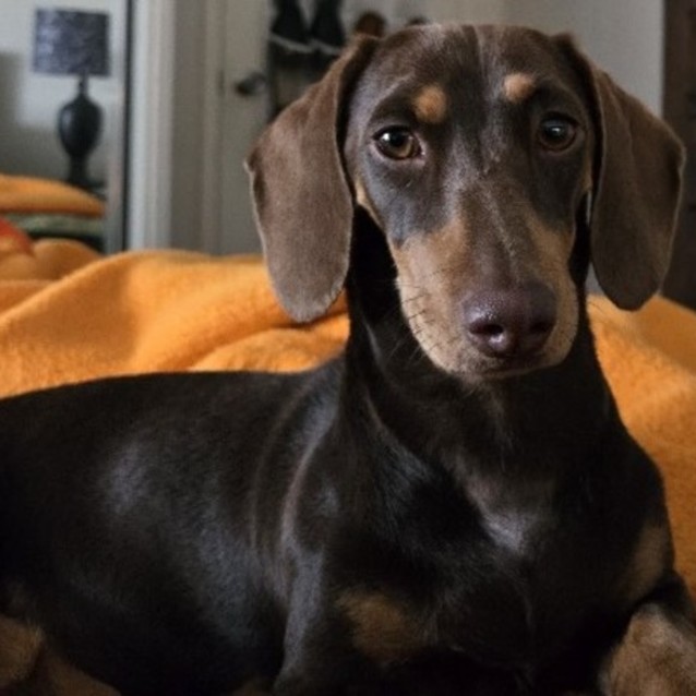 Autumn - Small Female Dachshund (Miniature Smooth Haired) Dog in QLD ...