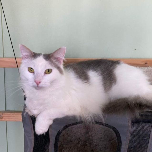 Hamlet - Male Domestic Medium Hair Cat in NSW - PetRescue