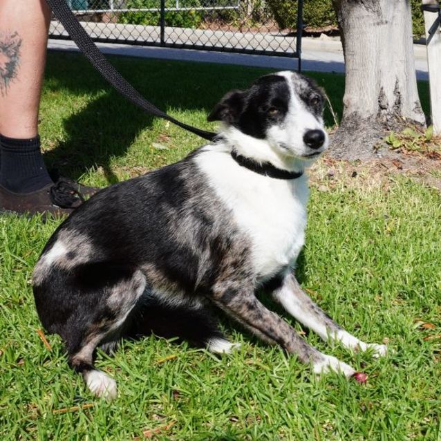 Marsha Mallow - Small Female Koolie Mix Dog in WA - PetRescue