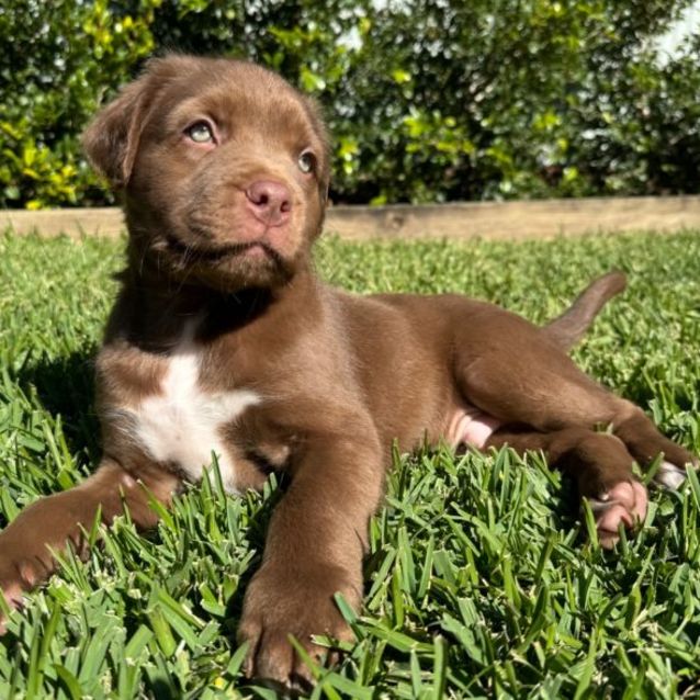 Butter Bean - On hold - Medium Male Staffordshire Bull Terrier x Border ...