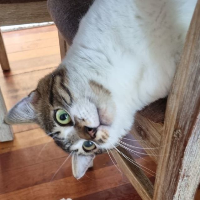 Moochy - Male Domestic Short Hair Cat in QLD - PetRescue