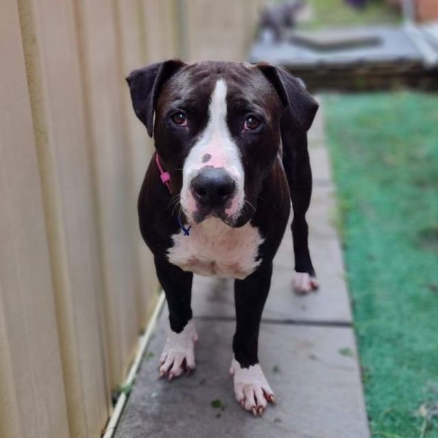 Millie - 1 Year Old Staffy X (Adopted) - Medium Female Staffy Mix Dog ...