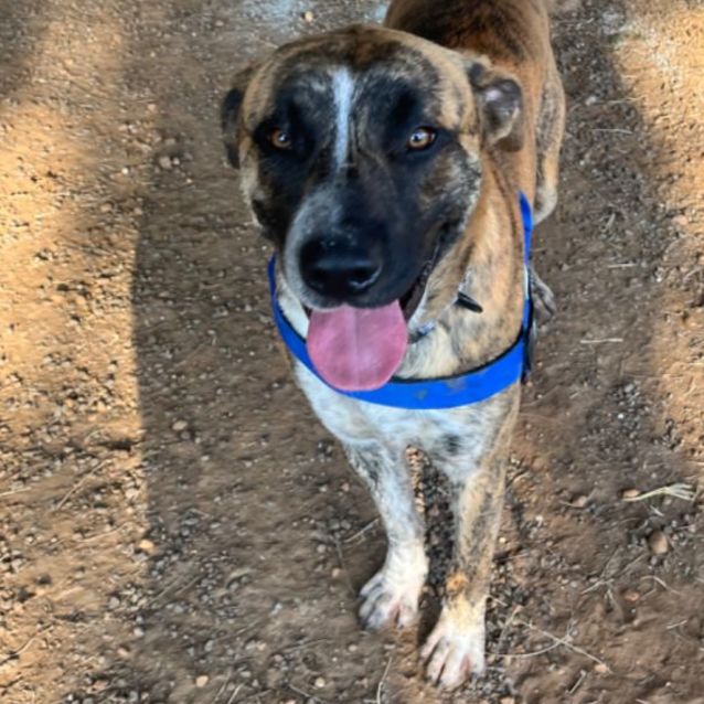Nugget - Medium Male Australian Cattle Dog Mix Dog in QLD - PetRescue