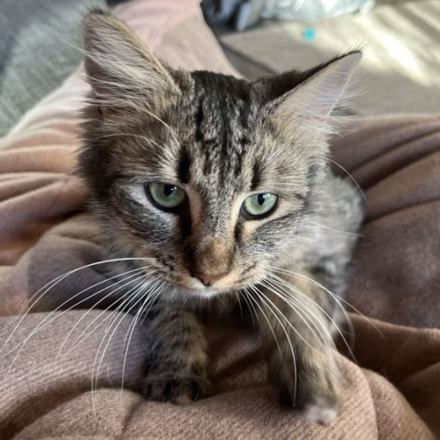 Shortbread - Female Domestic Short Hair Cat in VIC - PetRescue