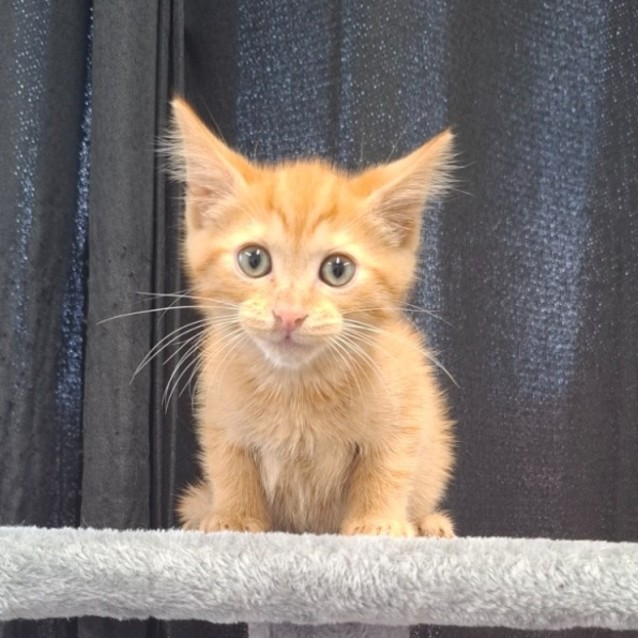 Elmo - Male Domestic Short Hair (DSH) Cat in VIC - PetRescue