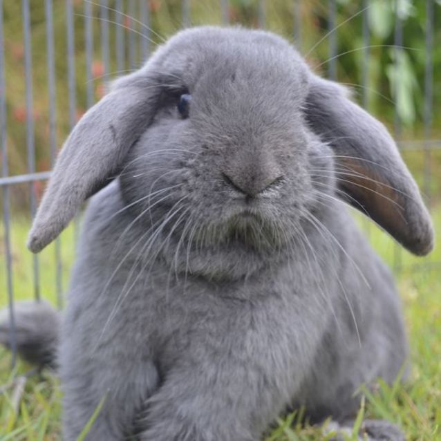 Milo - Male Mini Lop Rabbit in NSW - PetRescue