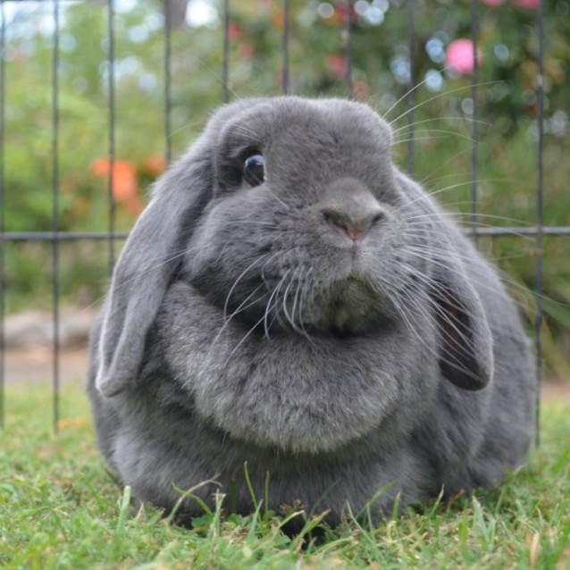 Nicole - Female Rabbit in NSW - PetRescue