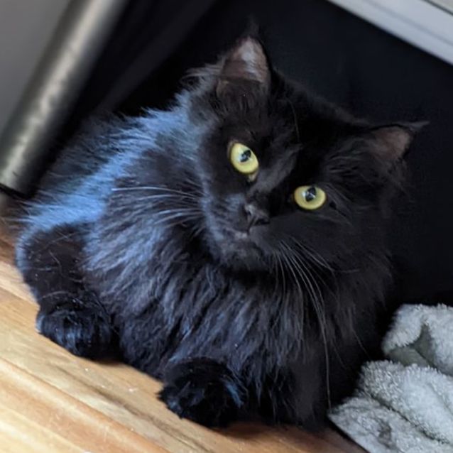 Nixie - Female Domestic Medium Hair Cat in NSW - PetRescue