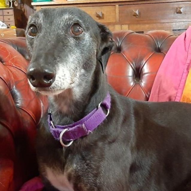 Diva - Large Female Greyhound Dog in NSW - PetRescue