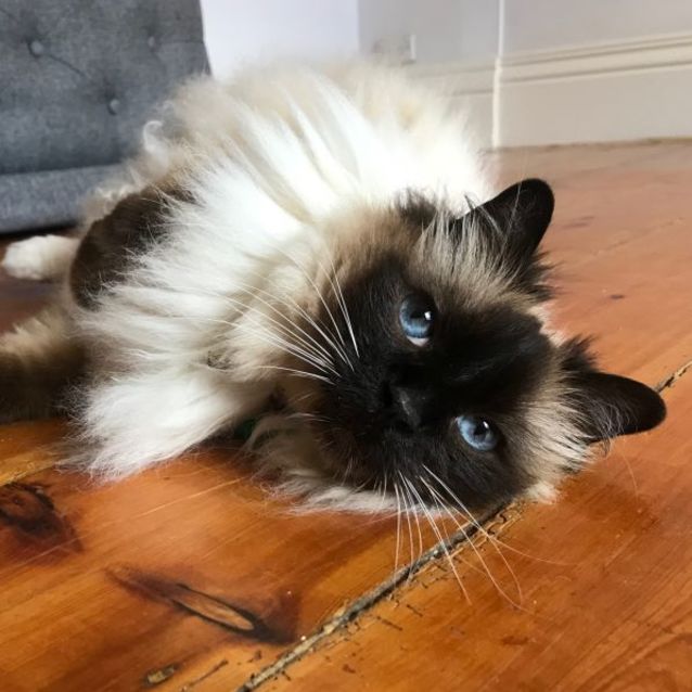 Shyloh (Located in Greensborough) - Female Birman Cat in VIC - PetRescue