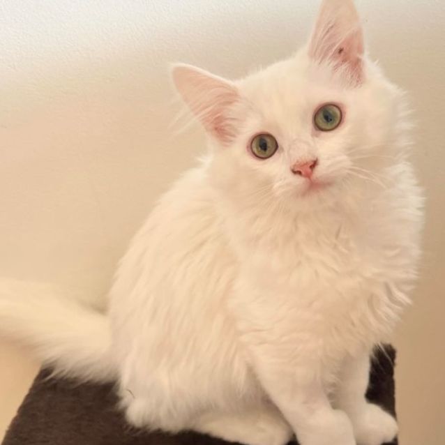 Wolfe - Female Domestic Medium Hair Cat in VIC - PetRescue