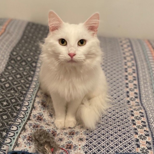 Paris - Female Turkish Angora Cat in NSW - PetRescue