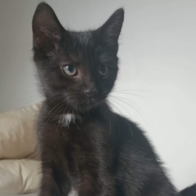 Wasabi - Male Domestic Short Hair Cat in WA - PetRescue