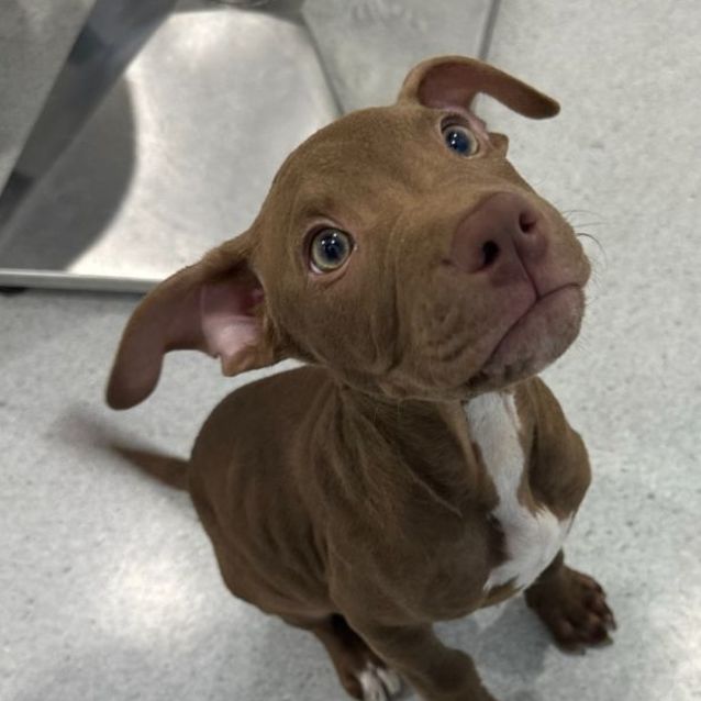 Travis - Medium Male Bull Arab x American Staffordshire Bull Terrier ...