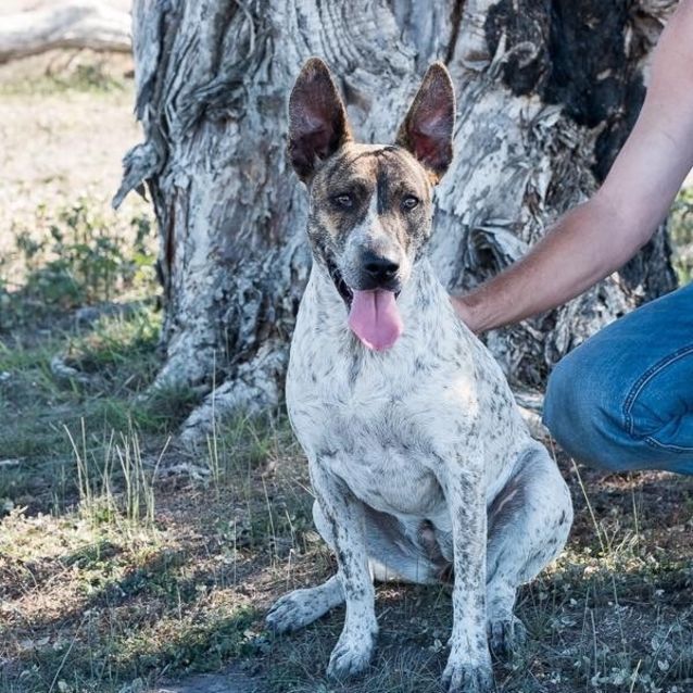 Millie Moo - Medium Female Australian Cattle Dog x Bull Arab x Red ...