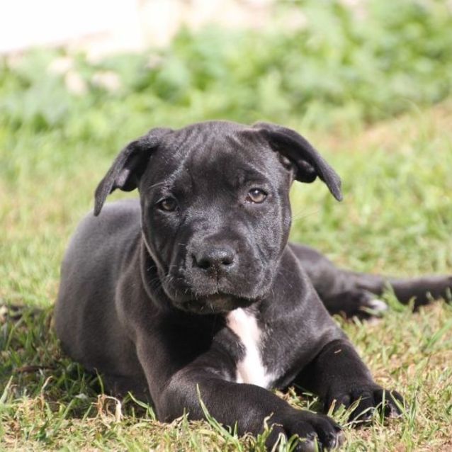 Hana - Medium Female Staffy Mix Dog in NSW - PetRescue