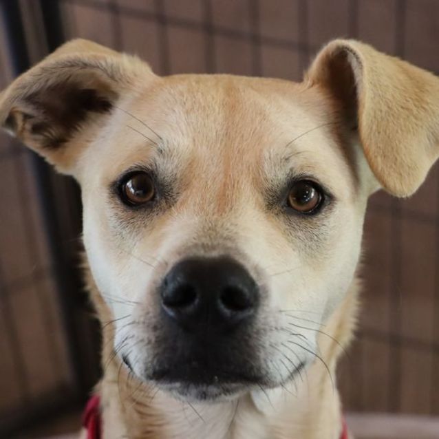 Dash - Medium Male Staffy x Labrador Mix Dog in QLD - PetRescue