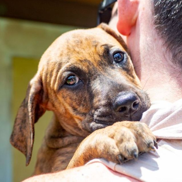 Onyx ~ Staffy X Puppy - Medium Male Staffy Mix Dog in NSW - PetRescue