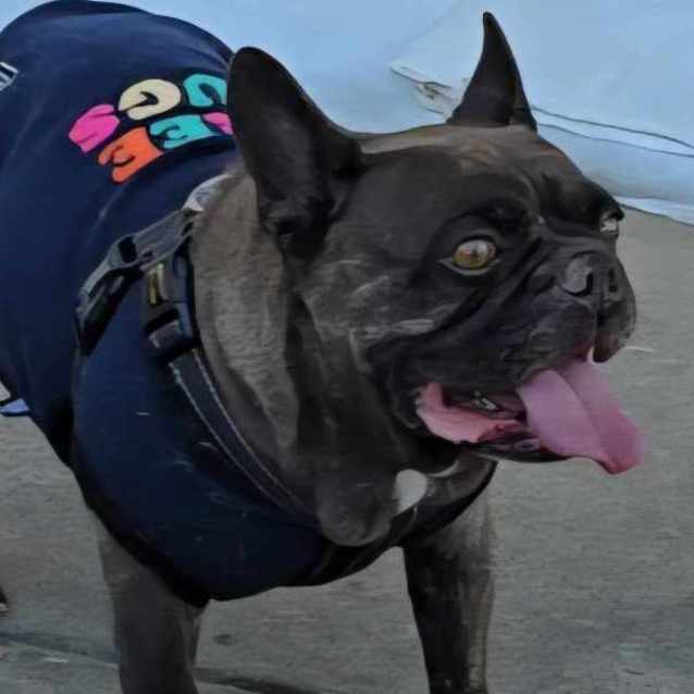 Adam - Medium Male French Bulldog Dog in QLD - PetRescue
