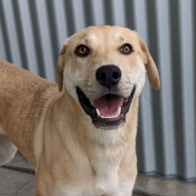 Mason - Large Male Labrador x Kelpie Dog in NSW - PetRescue