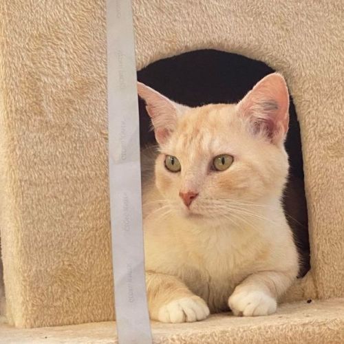 Forever Friends Animal Rescue - PetRescue