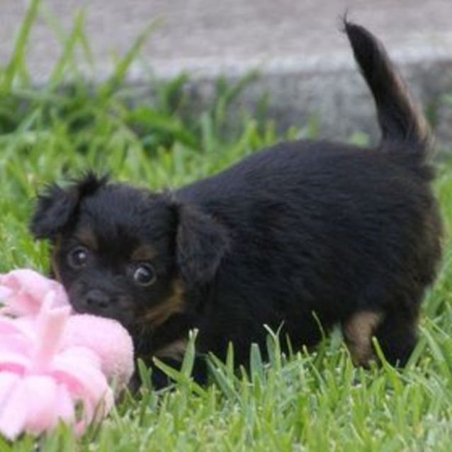 Pixie - Small Female Cross breed Dog in NSW - PetRescue