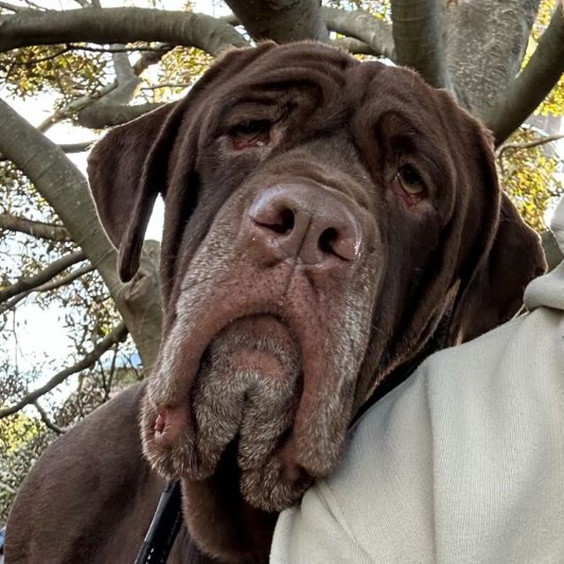 Kash - Large Female Neapolitan Mastiff Dog in NSW - PetRescue