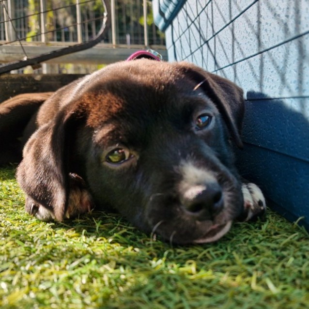 D1016 Jessie - Medium Female Labrador Mix Dog in NSW - PetRescue