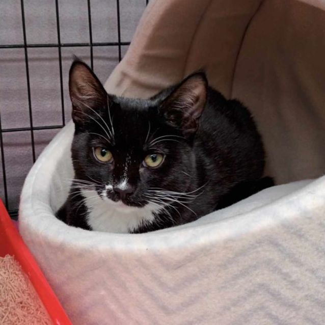 Coco ( Kitten ) **2nd Chance Cat Rescue** - Female Domestic Short Hair ...