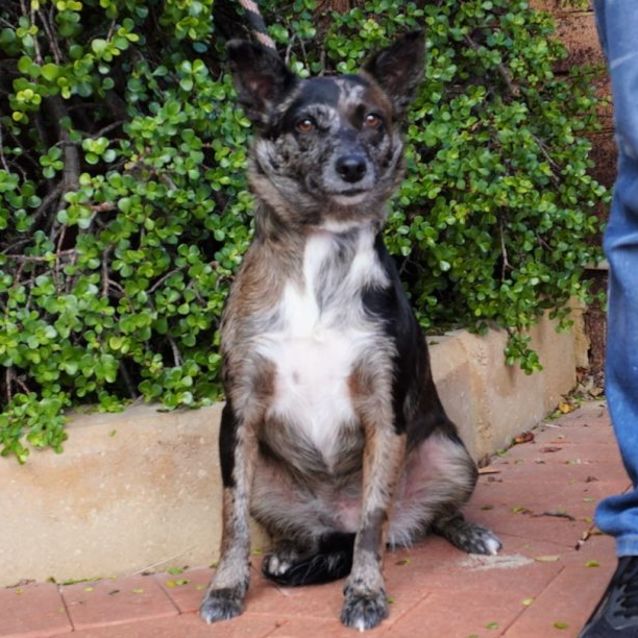 Truffle - Small Female Koolie Mix Dog in WA - PetRescue