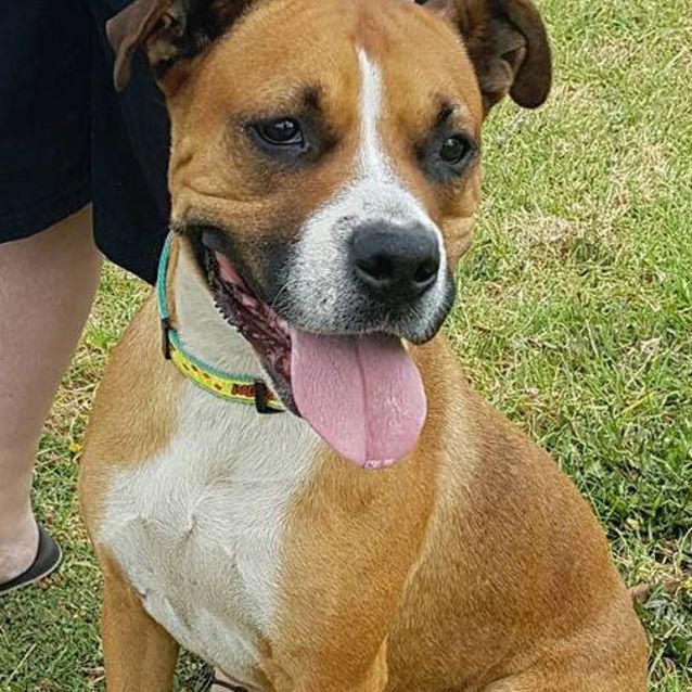 Roxy D0860 adopted 09/01/17 - Medium Female American Staffordshire Bull ...